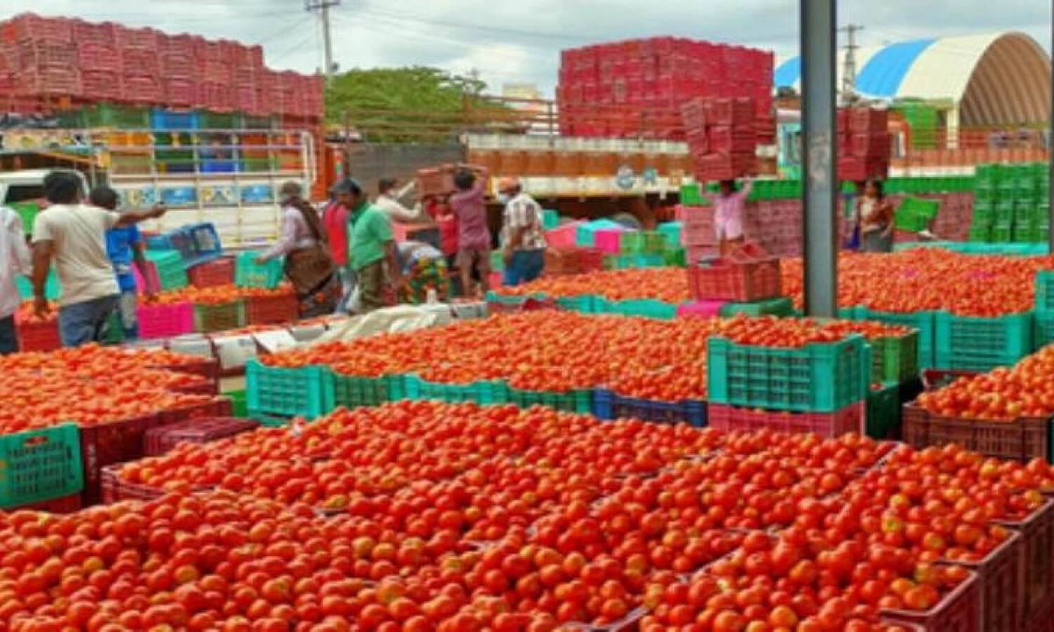 టమాటా ధరకు మళ్లీ రెక్కలు | tomato prices are rising again. a kilo of ...