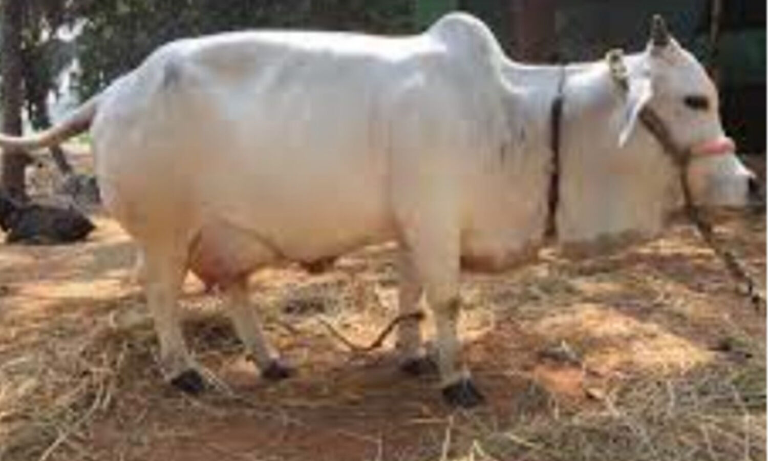 మరింత ఇనుమడించిన పుంగనూరు ఆవు ఖ్యాతి | punganur breed cow received a ...