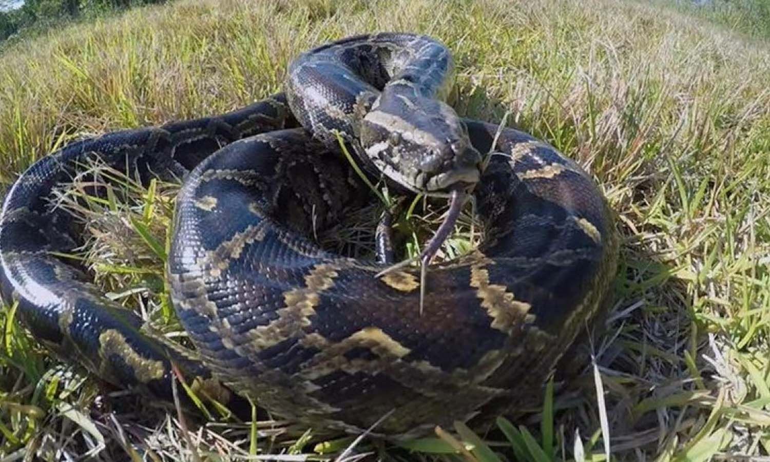 మహిళను మింగేసిన కొండచిలువ | atrocity happened in indonesia. a woman was ...