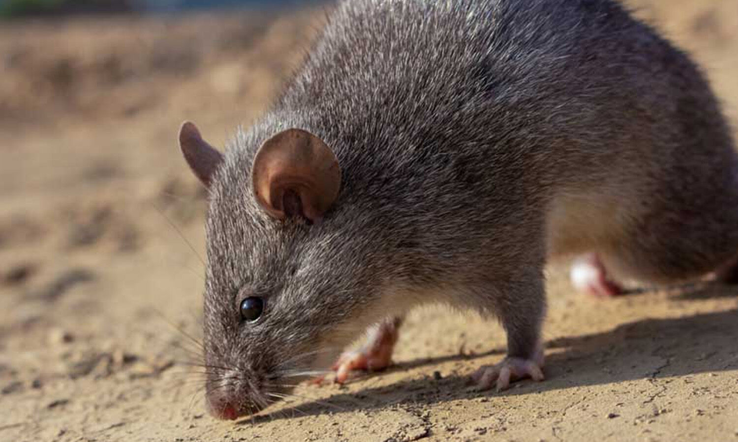 ఎలుకను చంపితే మర్డర్ కేసు | case of murder has been registered against ...