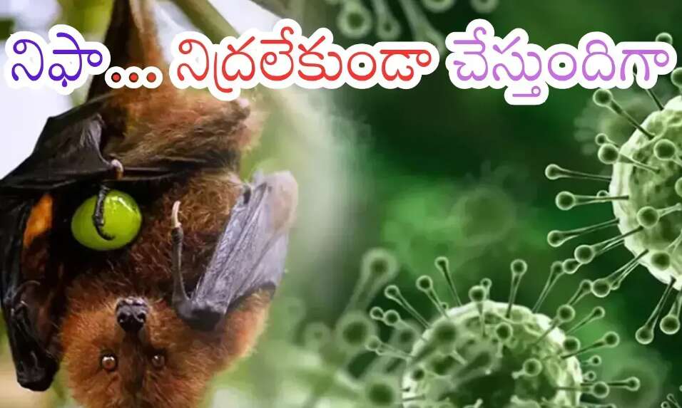Nipah Virus : హై అలర్ట్.. కేరళలో పెరుగుతున్న కేసులు... నిఫా వైరస్ అంటే ...