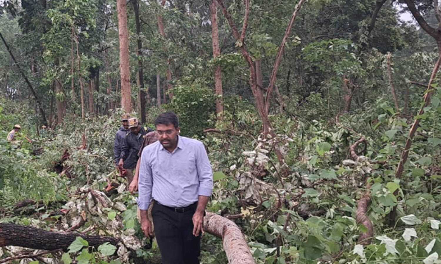 Telangana : వన్యప్రాణుల అభయారణ్యంలో కూలిన యాభై వేల చెట్లు | huge trees ...