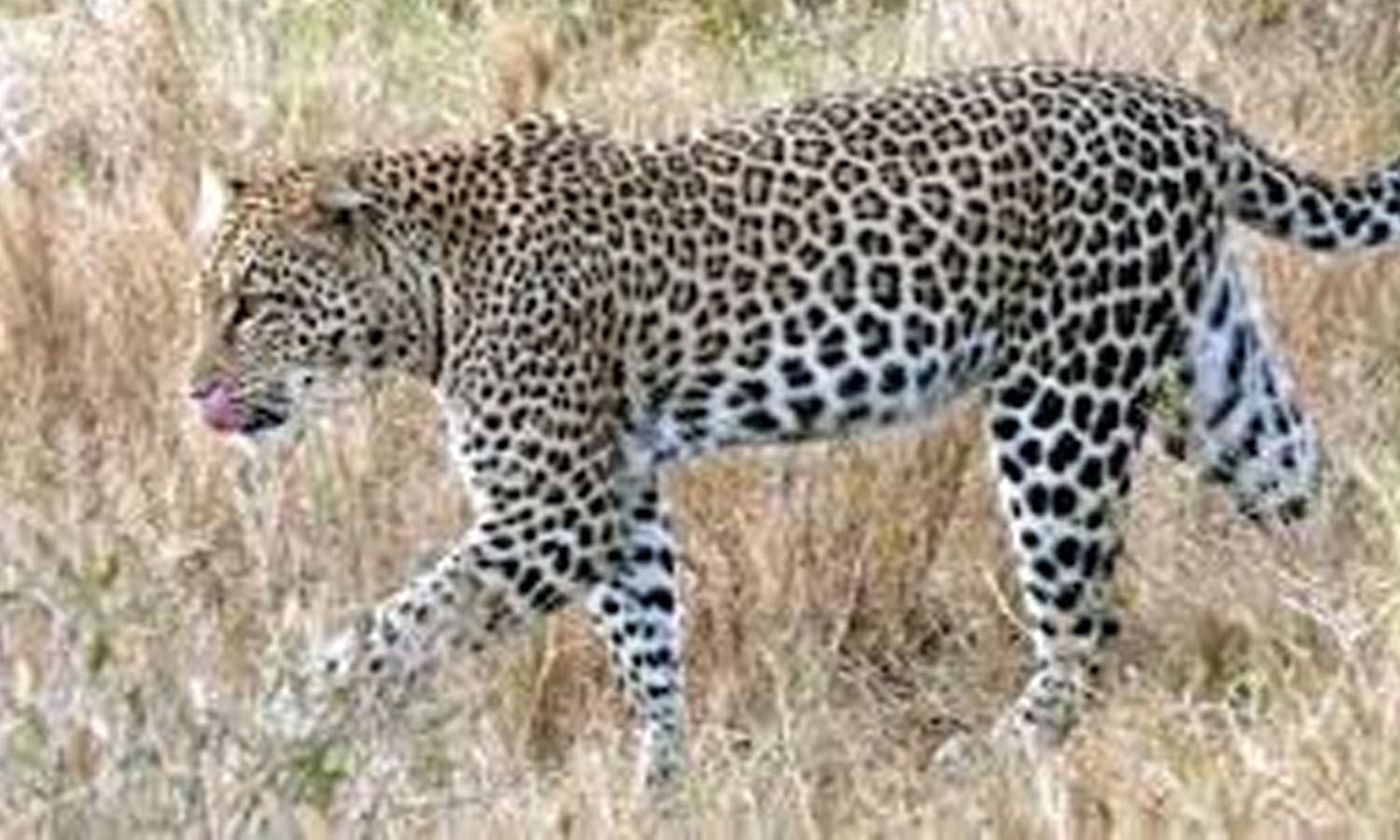 ద్వారకా తిరుమల వద్ద చిరుత పులి సంచారం | leopard movement creates a stir ...