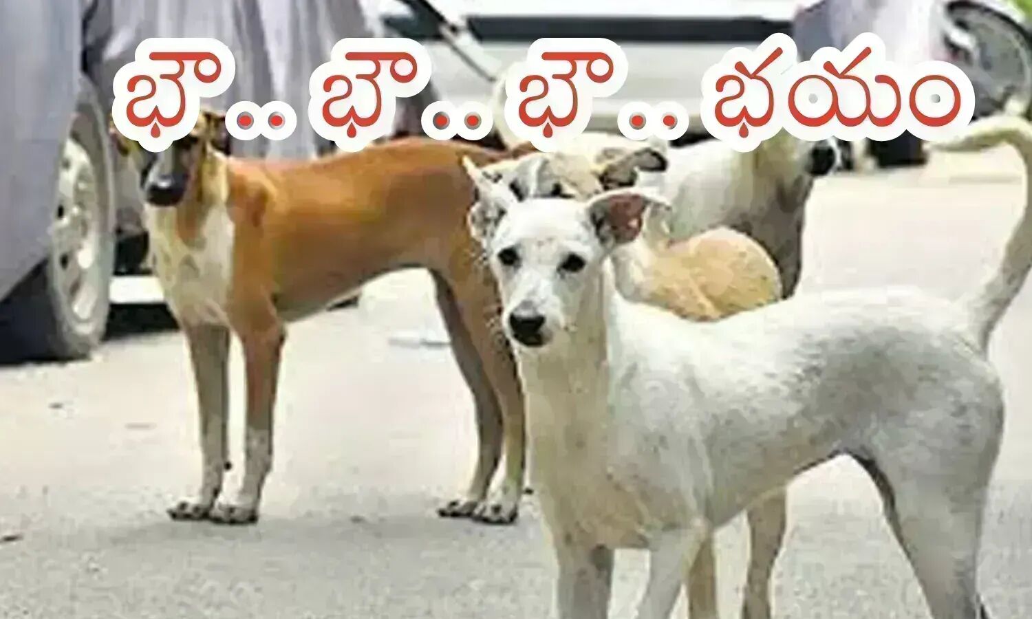 Hyderabad : హైదరాబాద్ లో కుక్కల స్వైర విహారం.. బయటకు అడుగు పెట్టాలంటే ...