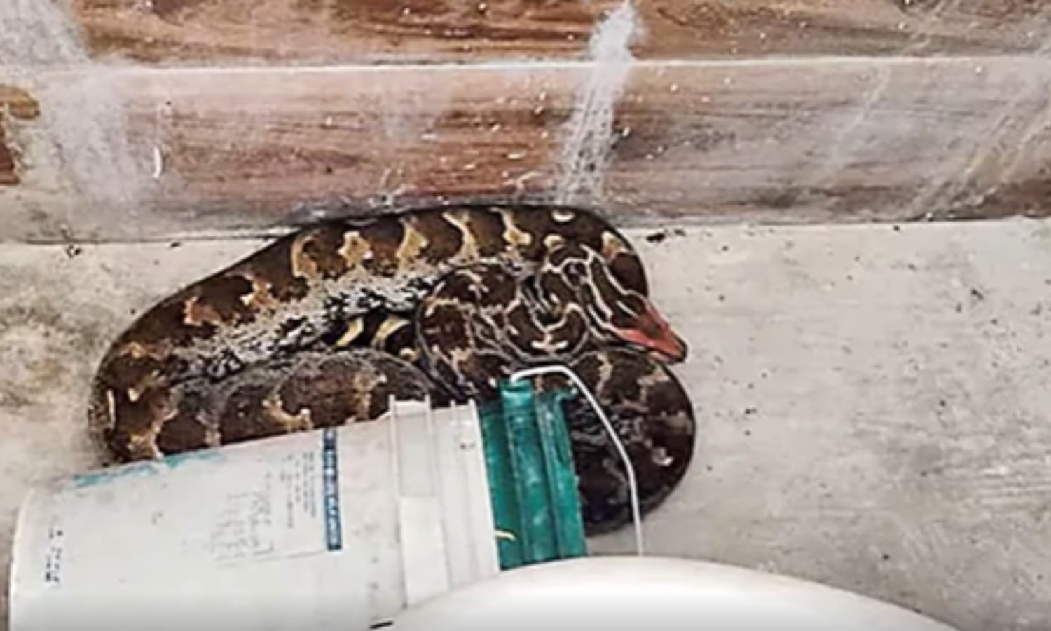 మరుగుదొడ్డిలో భారీ కొండచిలువ | Huge python in the toilet