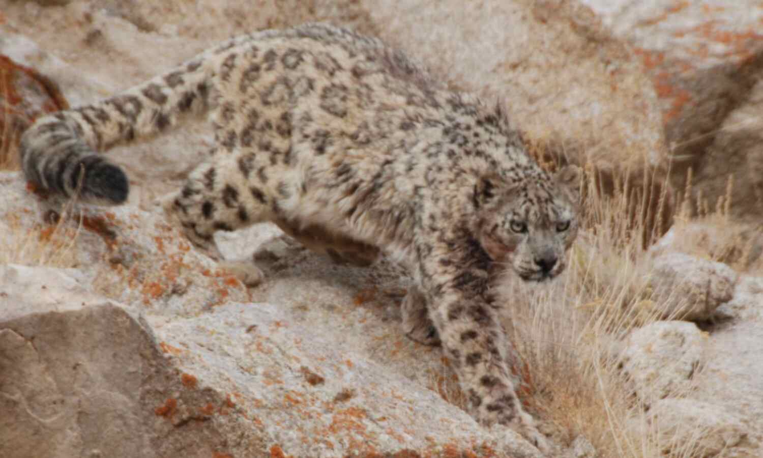 Leopard : హైదరాబాద్ శివార్లలో చిరుతపులి | leopard roaming at manchirevu near gandipet lake on ...